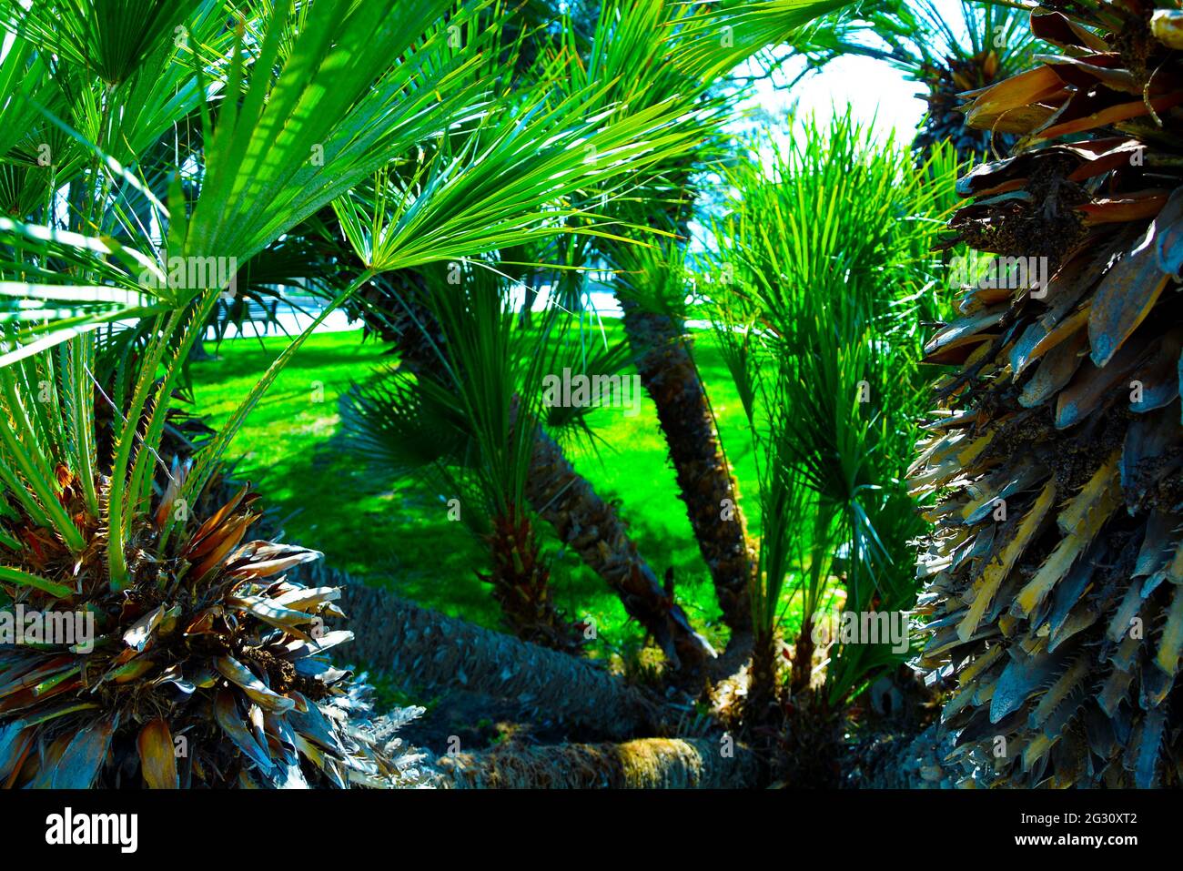 Bottom view of beautiful palm trees inside a public garden in ...