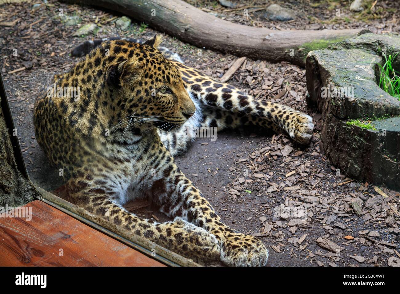 Leopard Panthera pardus resting upon a window in zoo park Stock Photo ...