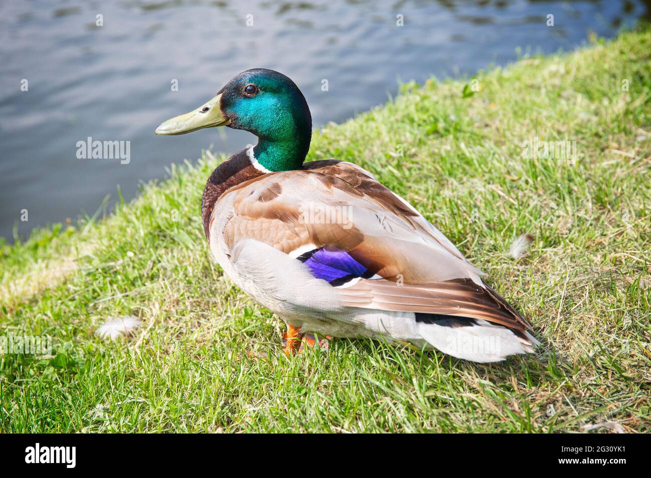 Malard duck is also known as wild duck. Male bird on grass and lake ...