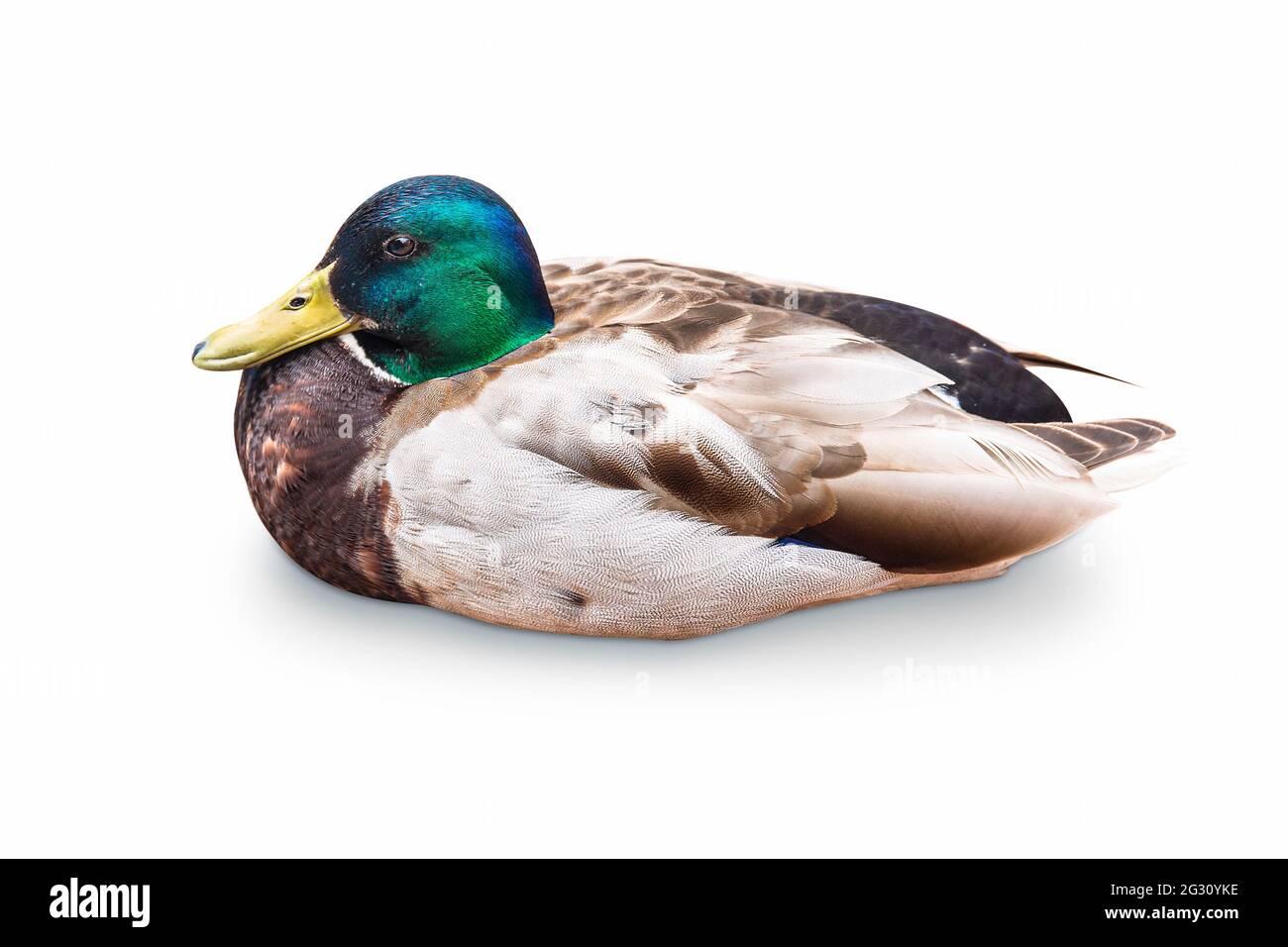 Malard duck Cut Out Stock Images & Pictures - Alamy