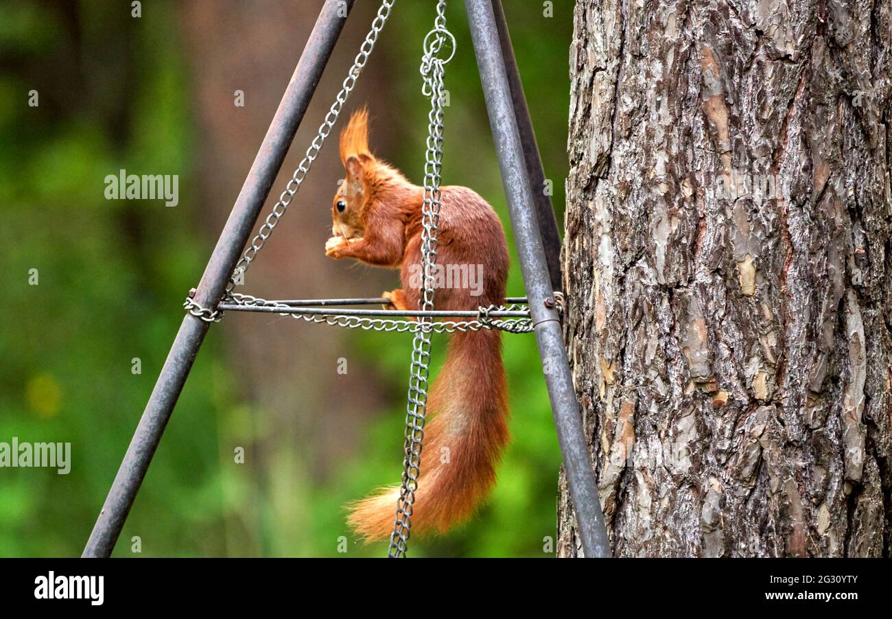 Wild European red squirrel, Sciurus vulgaris, climbing on metal ...