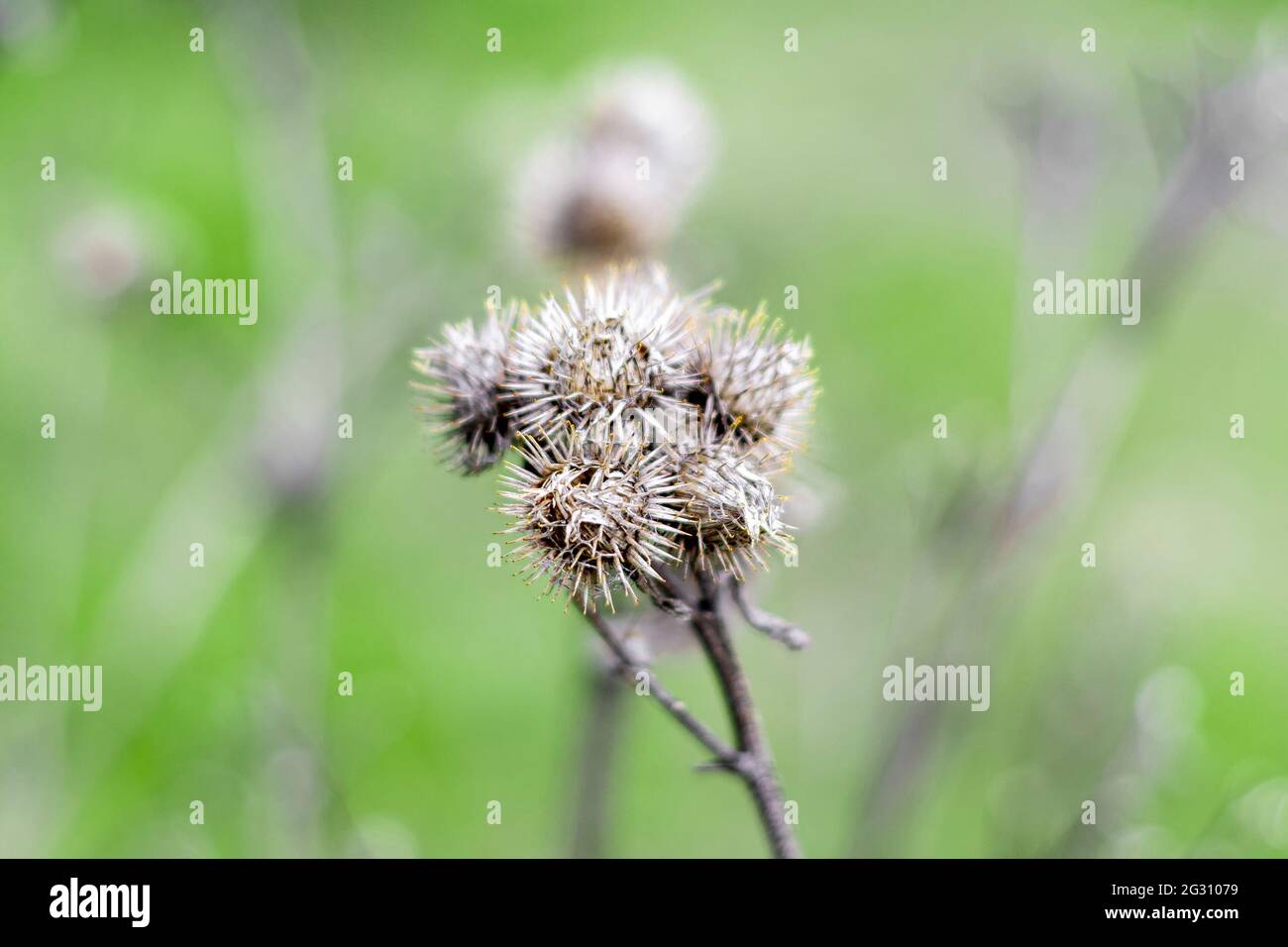 Outdoors, day light Front view Stock Photo - Alamy