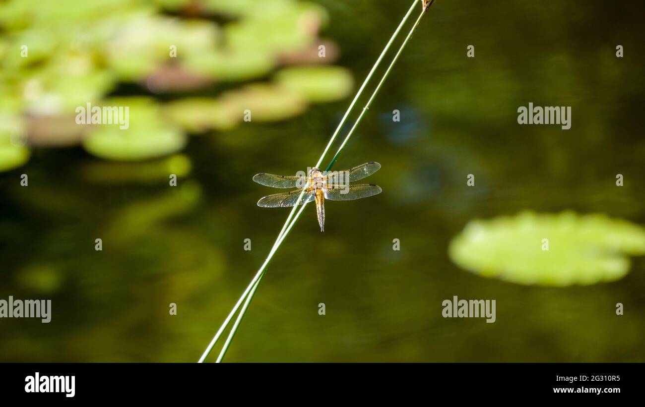 Dragonfly fauna hi-res stock photography and images - Alamy