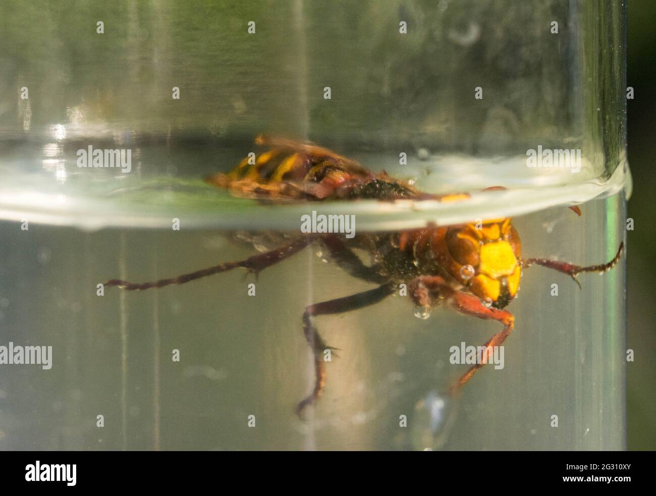 Bottle wasp trap hi-res stock photography and images - Alamy