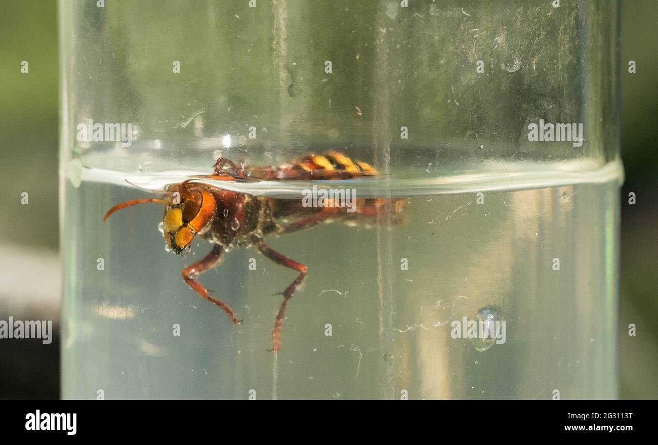 Bottle wasp trap hi-res stock photography and images - Alamy