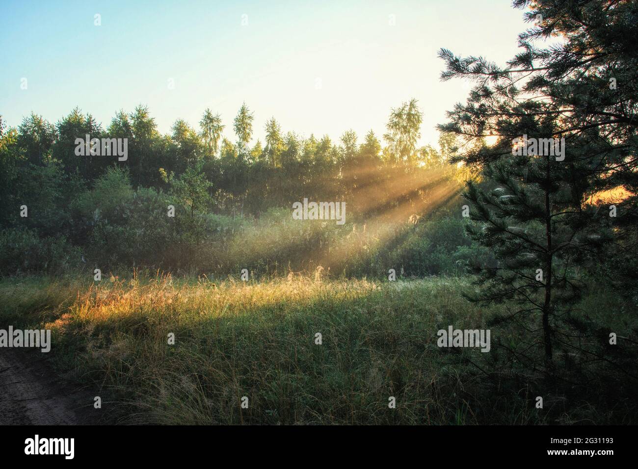 Summer morning landscape in the rays of the rising sun Stock Photo - Alamy