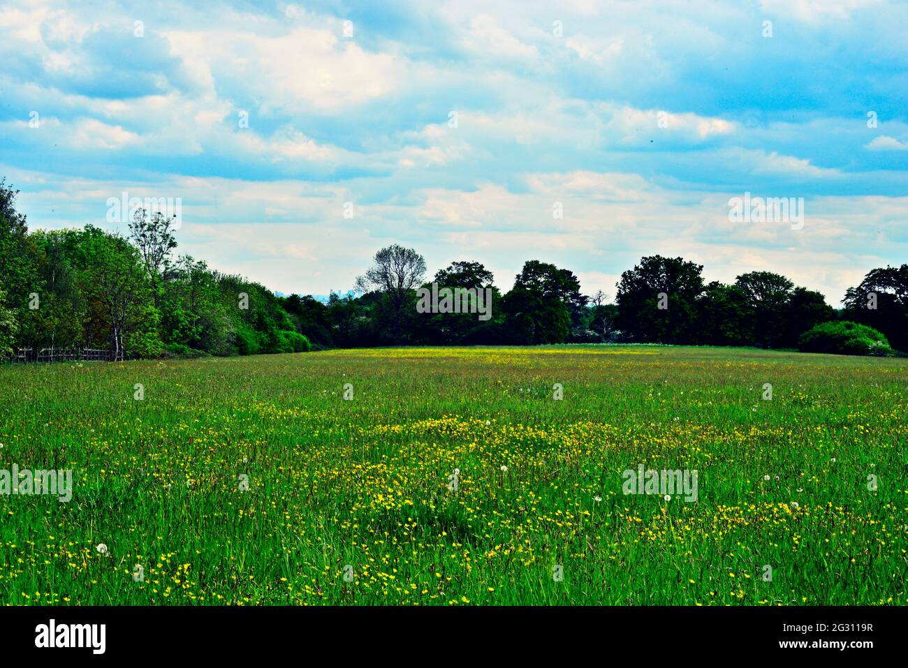 Field during spring Stock Photo - Alamy