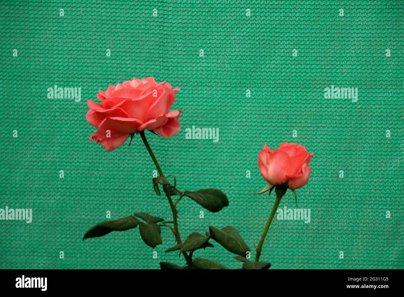 Twigs of rose isolated on green textured background Stock Photo - Alamy