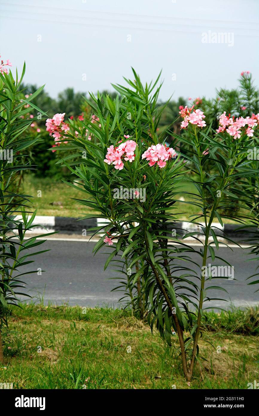 Pink Oleander bushes planted on a roadside Stock Photo - Alamy