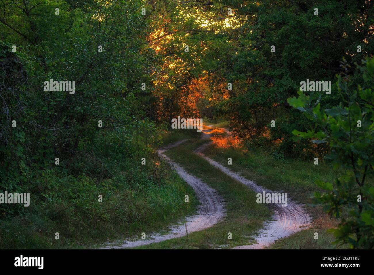Summer landscape footpath forest clouds hi-res stock photography and ...