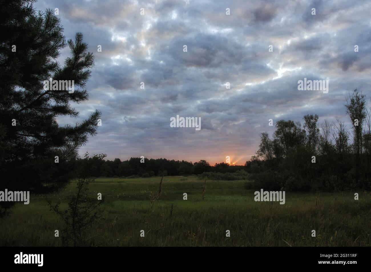 Meadow trees tree forest sunset hi-res stock photography and images - Alamy