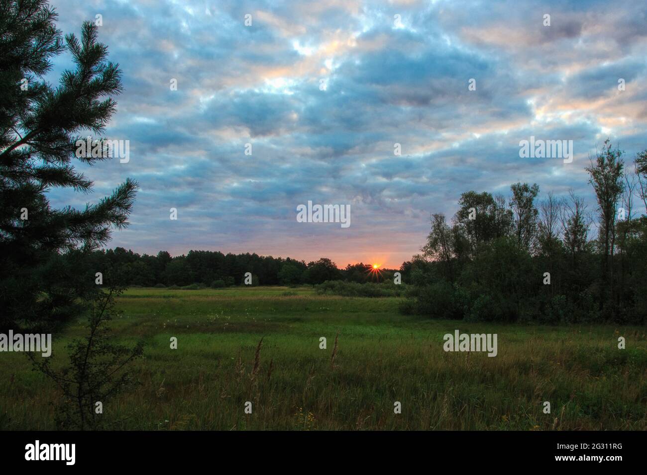 Meadow trees tree forest sunset hi-res stock photography and images - Alamy