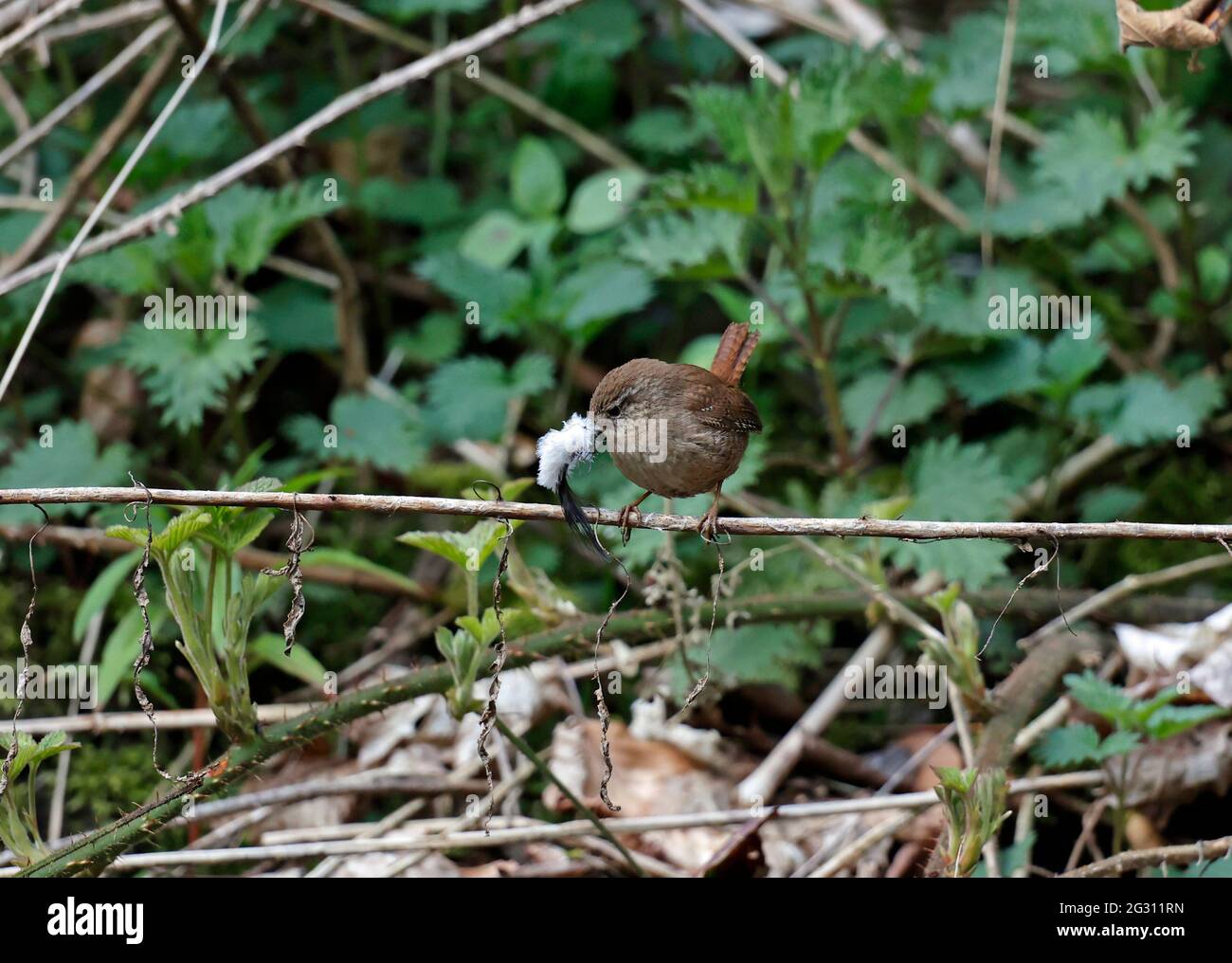Wren collecting feathers to line her nest Stock Photo - Alamy
