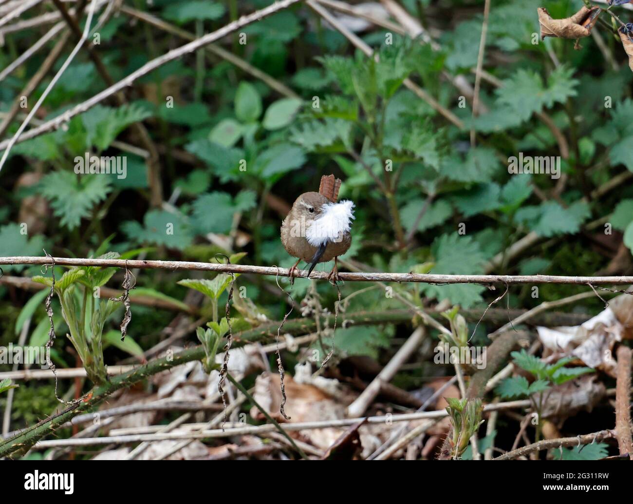 Wren collecting feathers to line her nest Stock Photo - Alamy