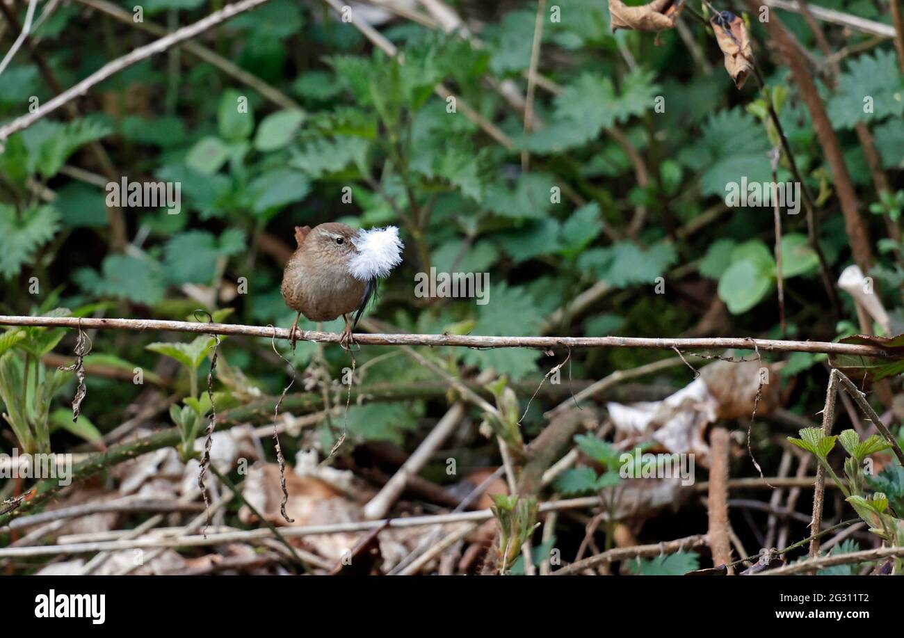 Wrens uk nest hi-res stock photography and images - Alamy