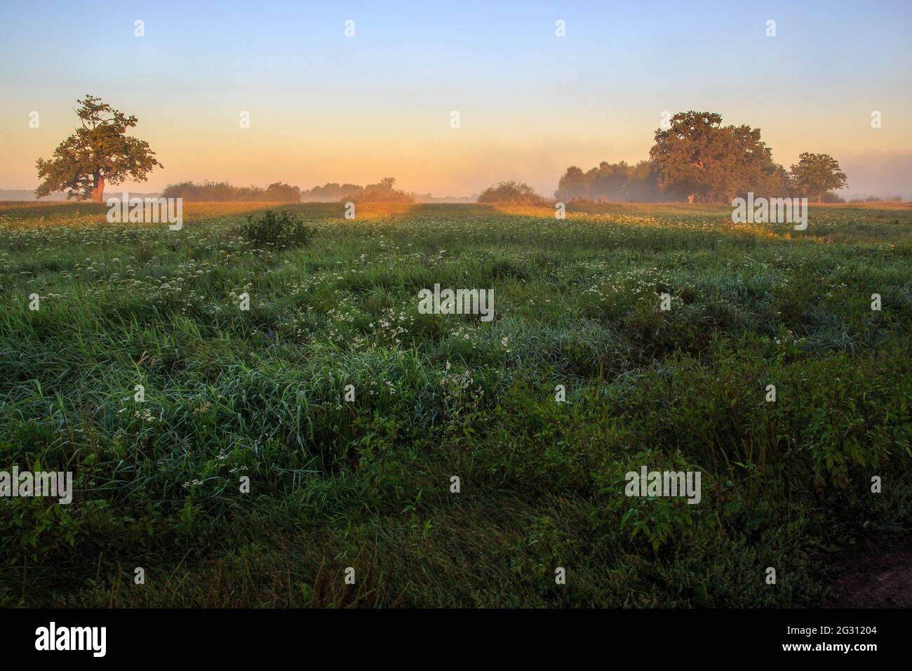 Summer morning landscape in the rays of the rising sun Stock Photo - Alamy