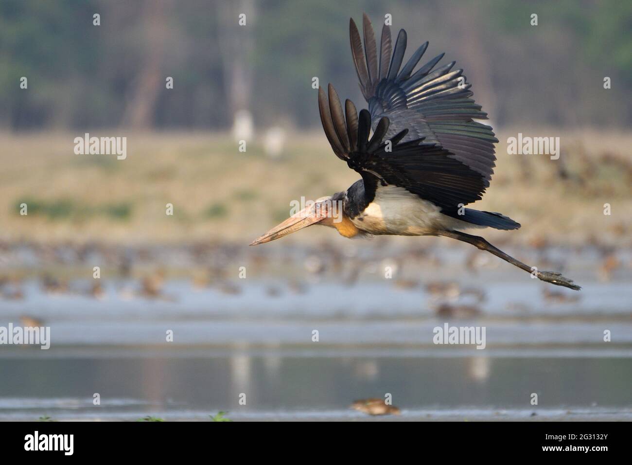 Lesser Adjutant Stork Bird Is Flying Over The Wetland Stock Photo - Alamy