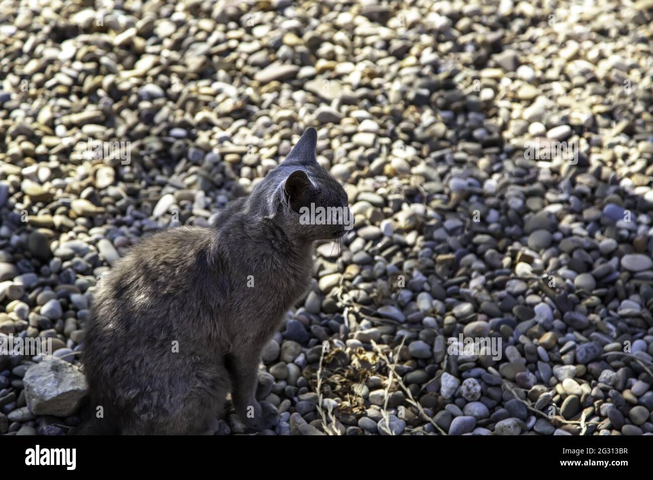 Gray stray cat, domestic animals and pets, mammals, burmese Stock Photo ...