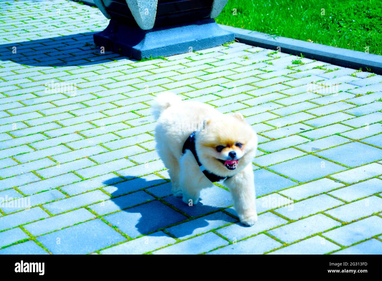 Dog without people hi-res stock photography and images - Alamy