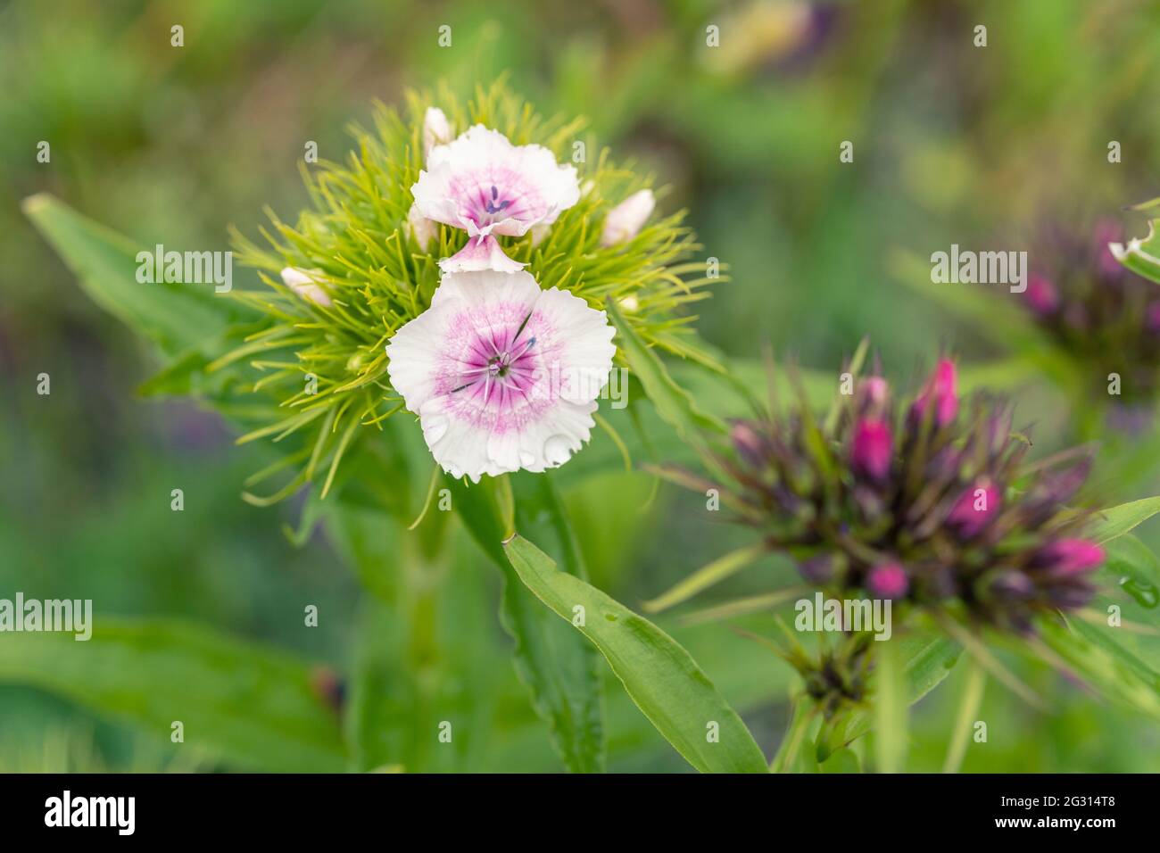 Family caryophyllaceae hi-res stock photography and images - Alamy