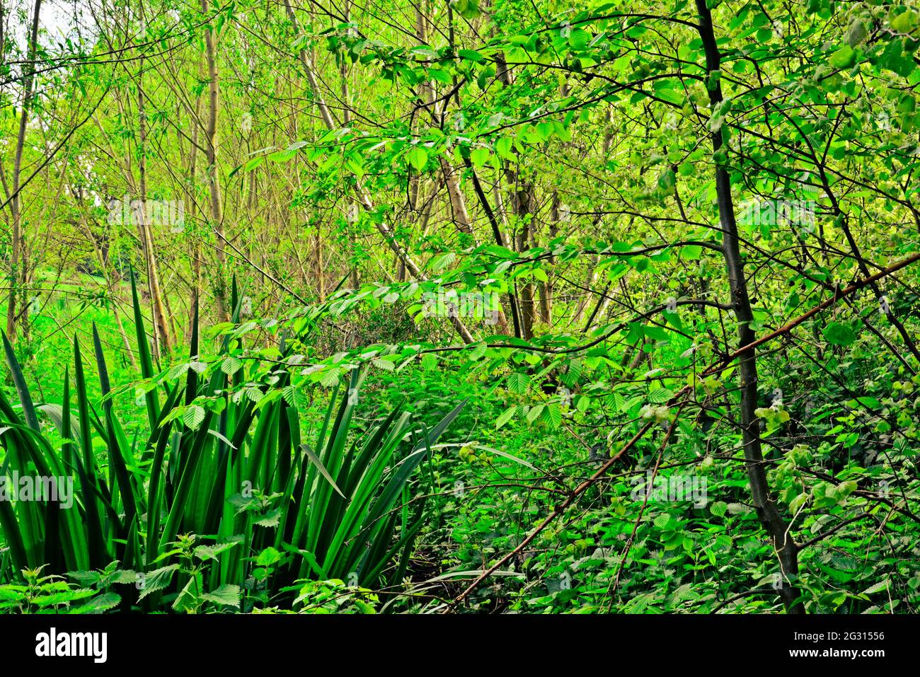 Forrest vegetation hi-res stock photography and images - Alamy