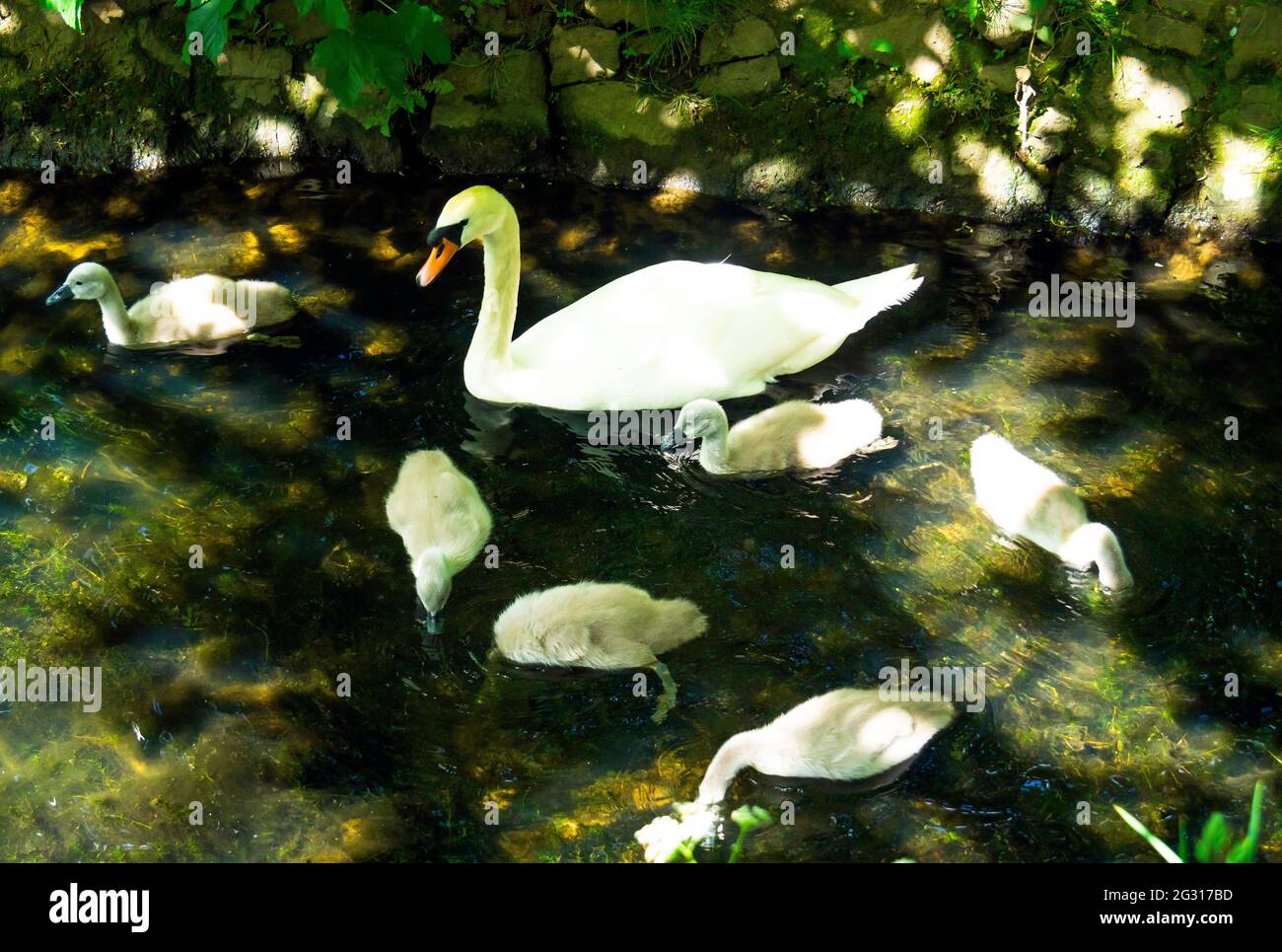 A mute swan Cygnus olor in a small stream in a public park in Redcar ...
