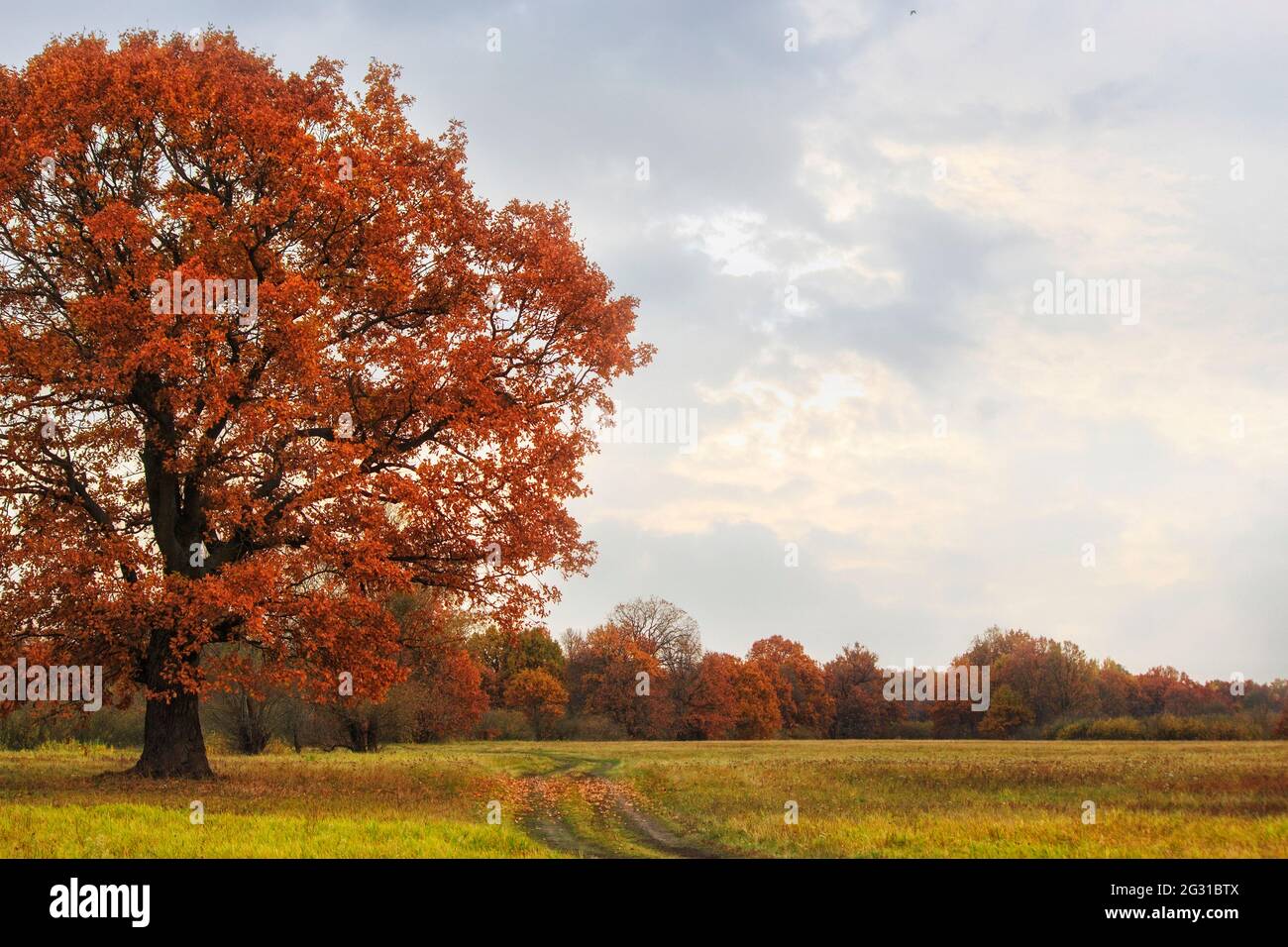 Goodby forest hi-res stock photography and images - Alamy