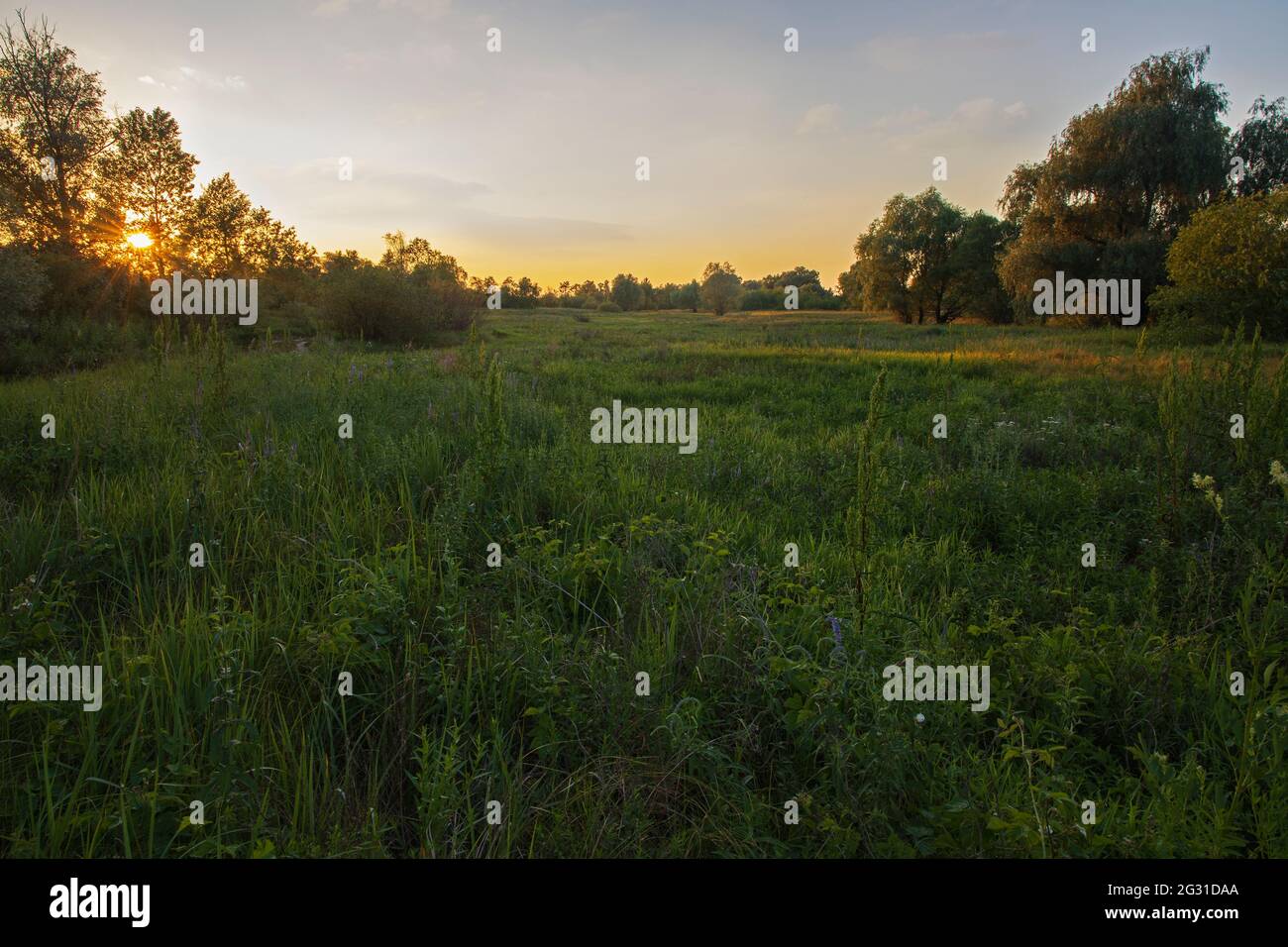 Evening meadow on the Sunset Stock Photo - Alamy