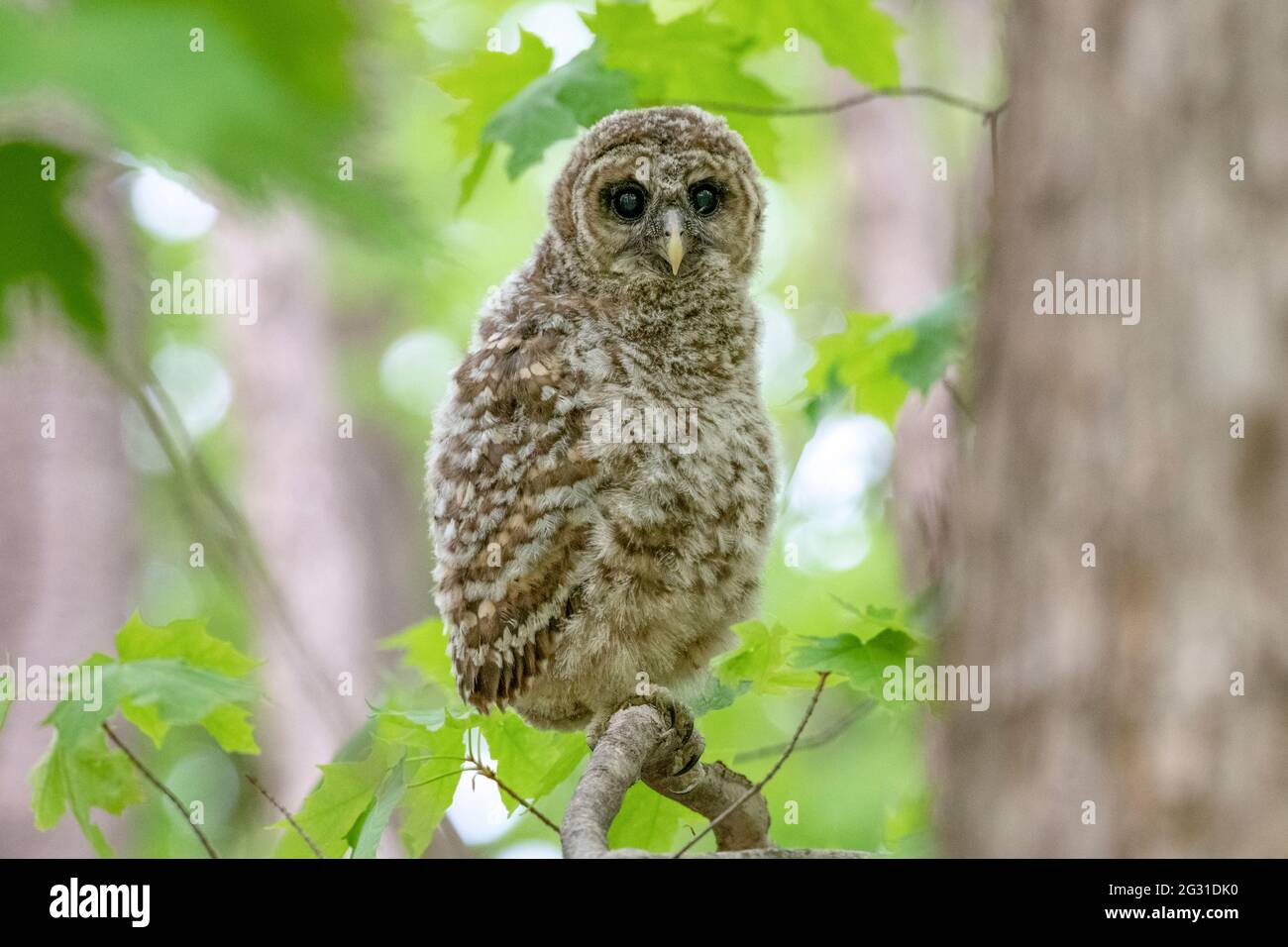 Newly fledged baby barred owl in the forest in Canada with a green leaf ...