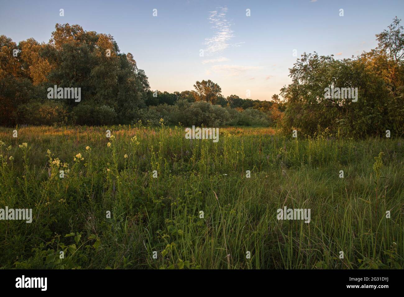 Evening meadow on the Sunset Stock Photo - Alamy