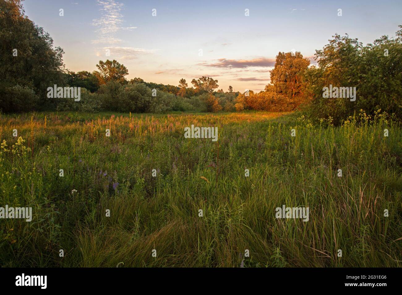Evening meadow on the Sunset Stock Photo - Alamy