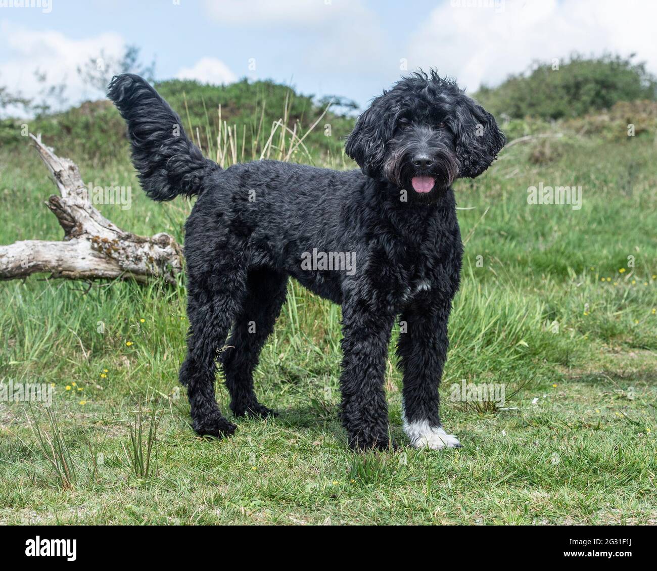 Portuguese water dog hi-res stock photography and images - Alamy
