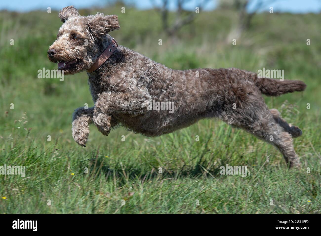 Dog running on grass field hi-res stock photography and images - Alamy