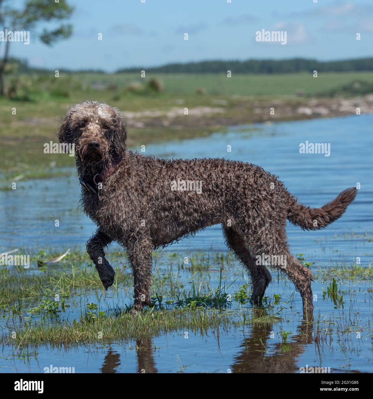 Labradoodle on holiday hi-res stock photography and images - Alamy