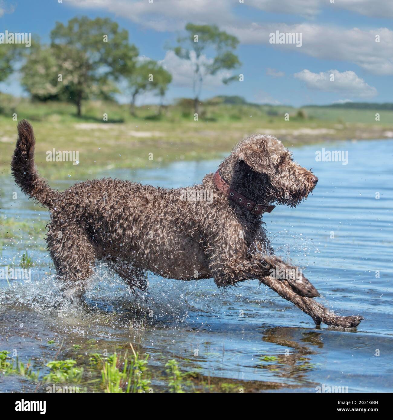 Labradoodle on holiday hi-res stock photography and images - Alamy