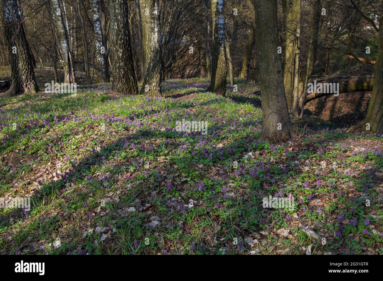 Spring forest with flowering wild flowers Stock Photo - Alamy
