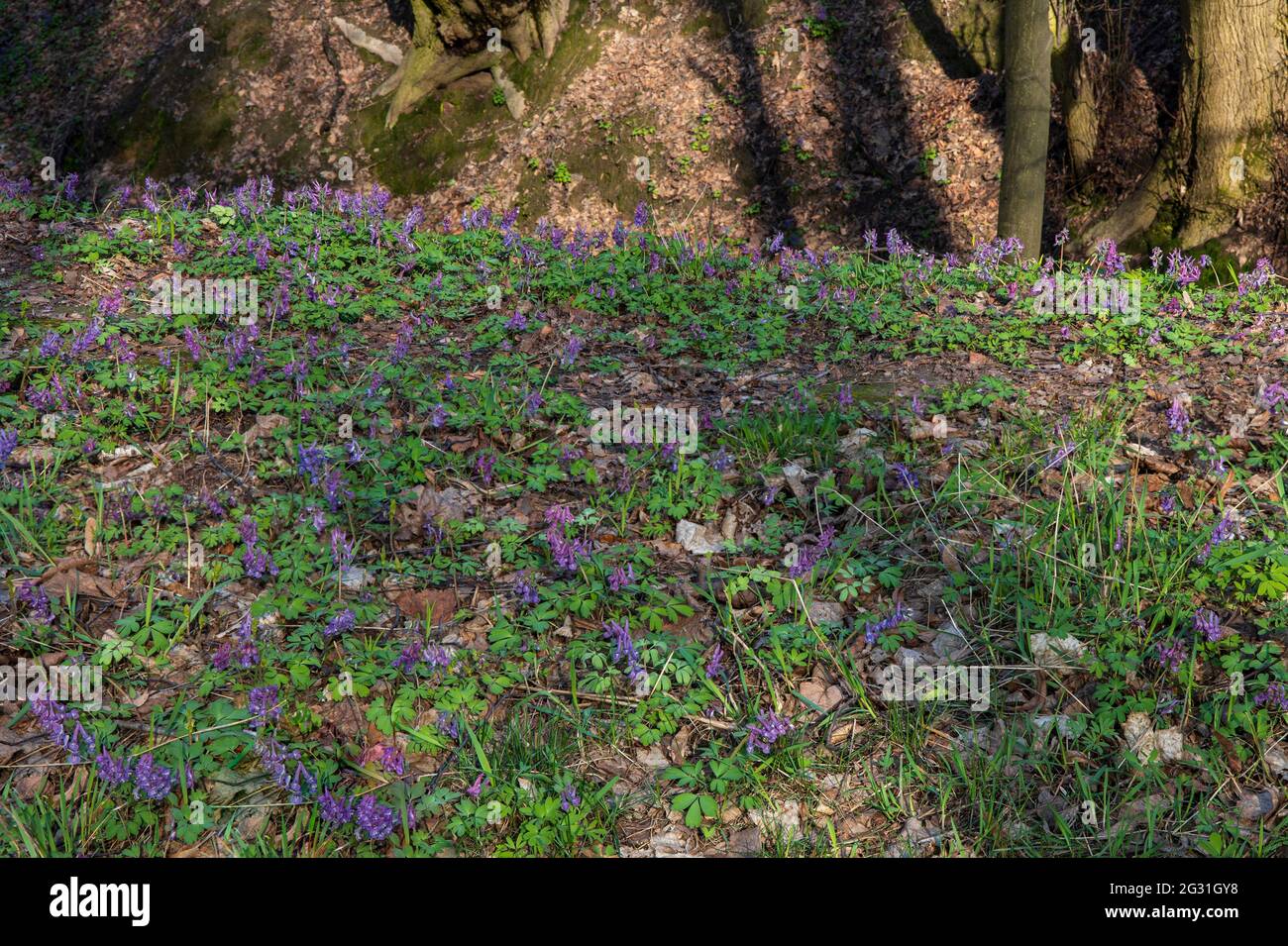 Lilly of the valley plants hi-res stock photography and images - Alamy