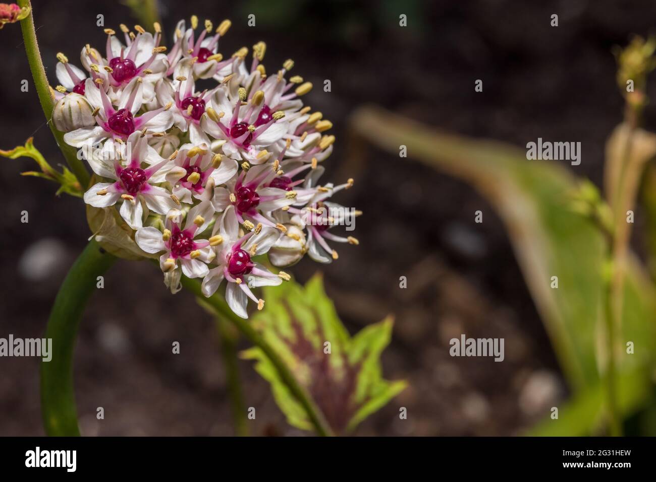 Allium 'Silver Spring' Stock Photo - Alamy