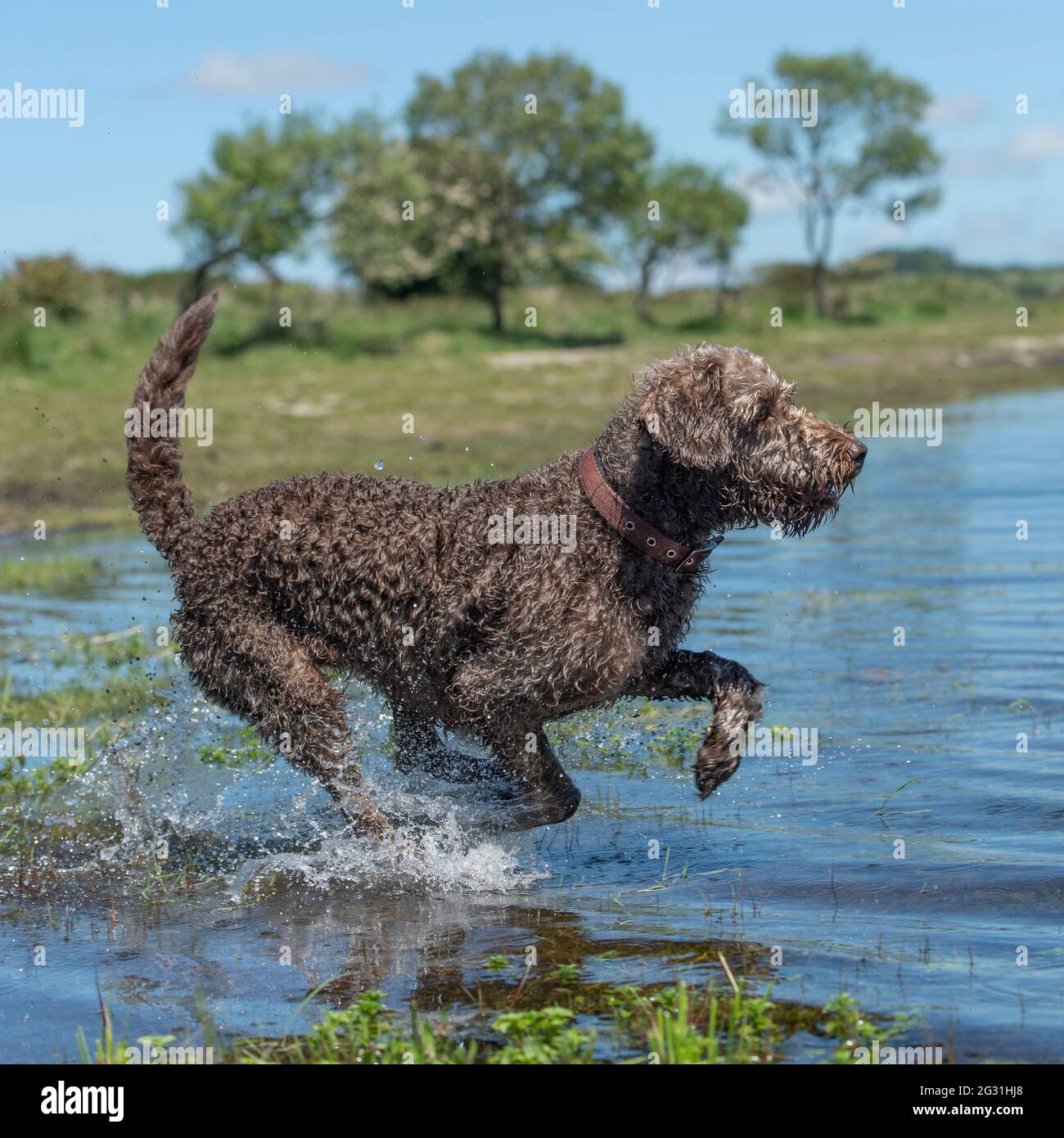 Labradoodle on holiday hi-res stock photography and images - Alamy