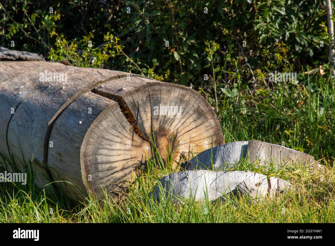 Cover art for deforestation hi-res stock photography and images - Alamy