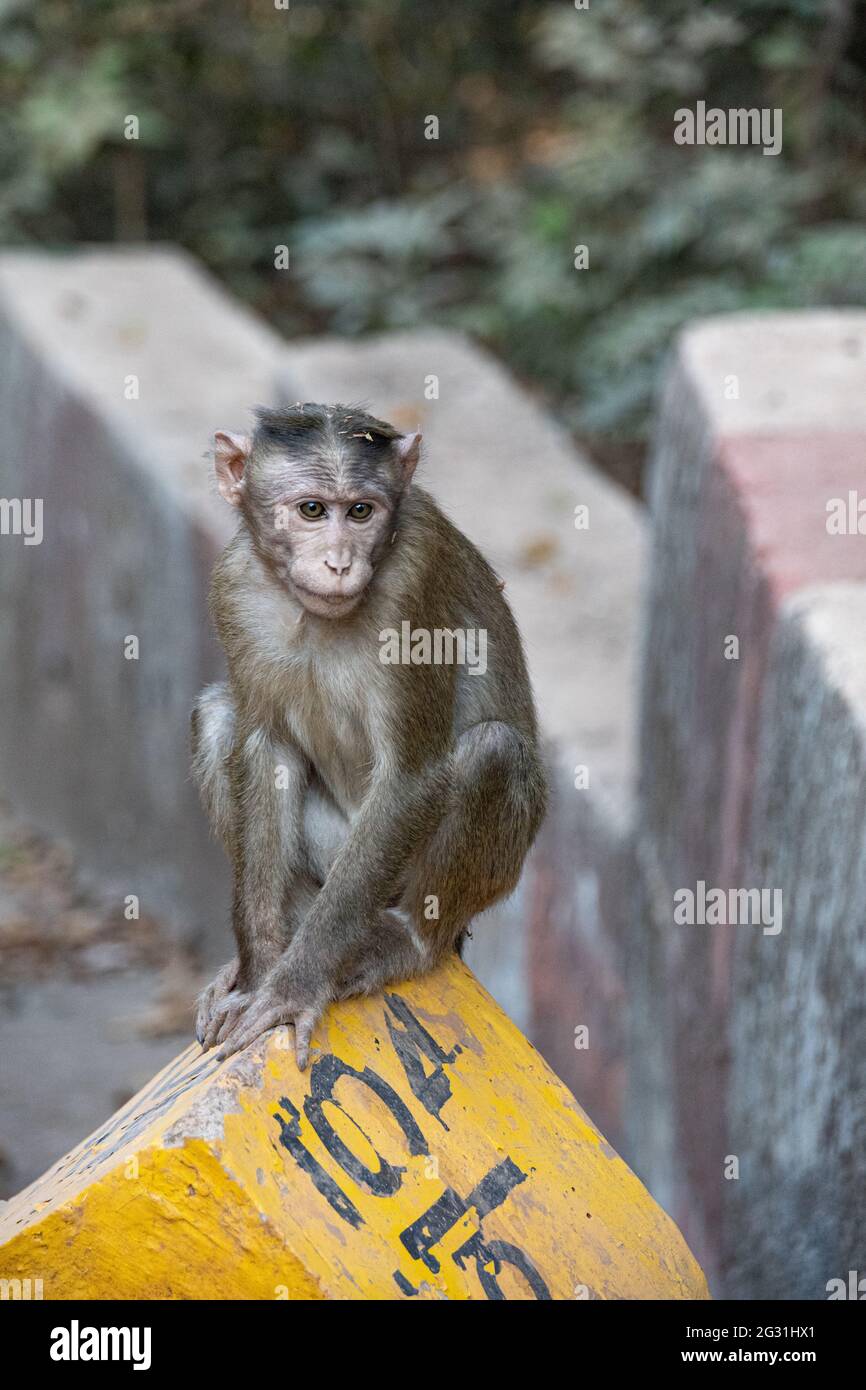 Macac hi-res stock photography and images - Alamy