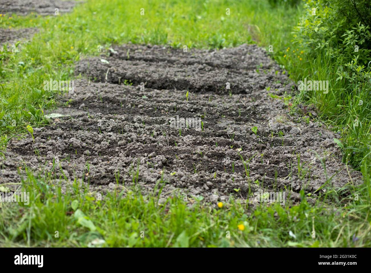 Plowed land. Vegetable garden on the site. Planting preparation. Dug up ...