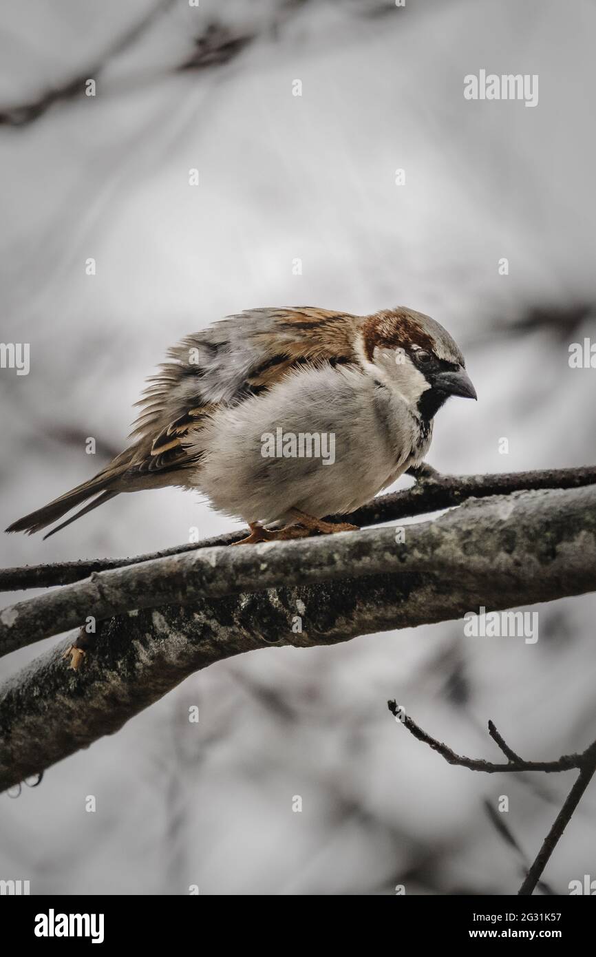 A sparrow perched on a tree branch Stock Photo - Alamy
