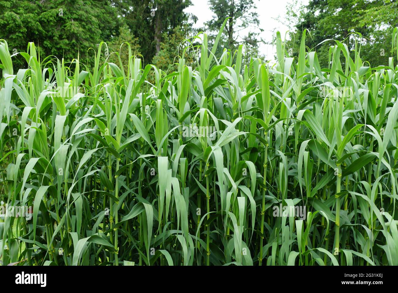 Giant Reed green grass originally from Asia Stock Photo - Alamy