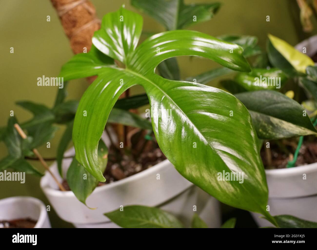 Unique leaf shape of Philodendron Florida Beauty, an indoor tropical ...