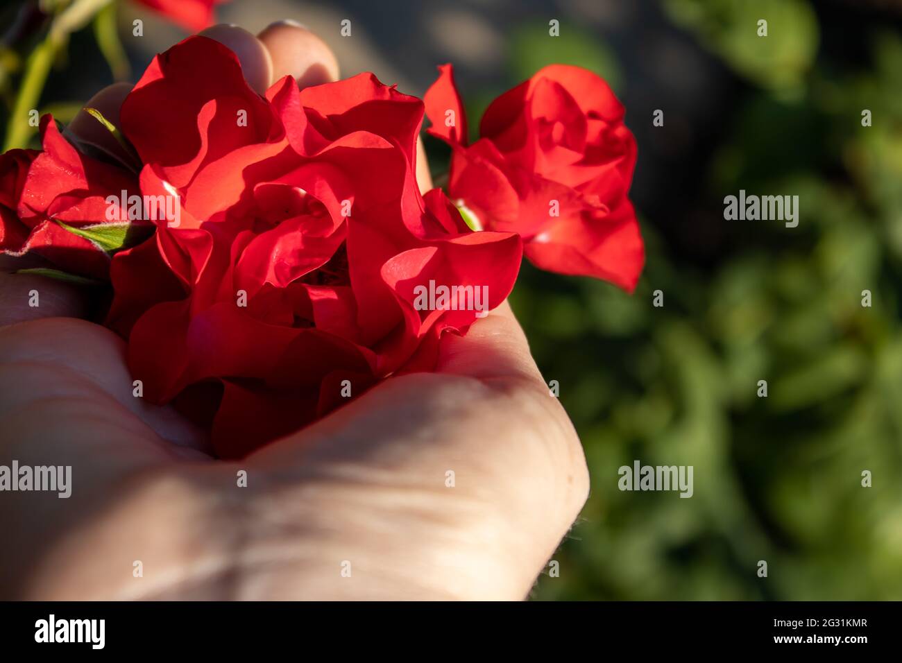 Beautiful fresh red rose flower in hands Stock Photo - Alamy