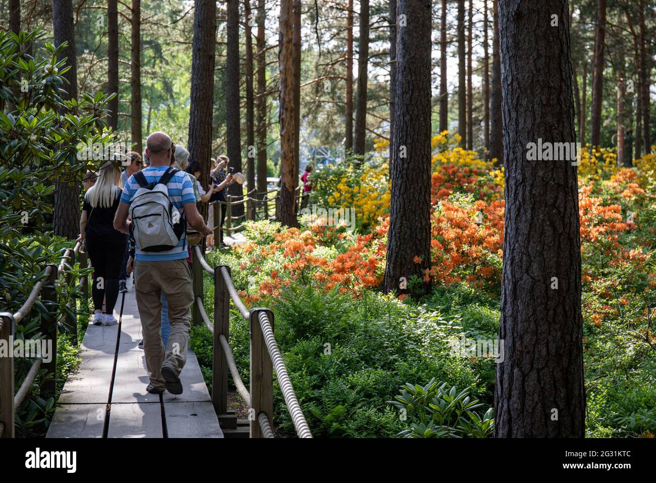 People on wooden walkway admiring flowering rhododendrons at Haaga ...