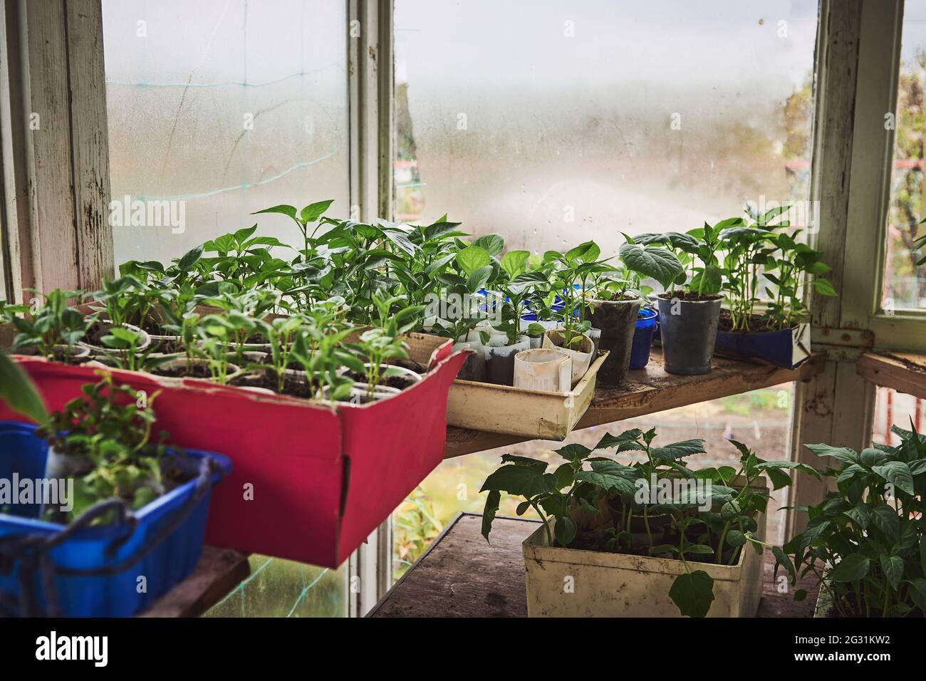Close-up of sprouts of baby plants grown in soil and variety of ...