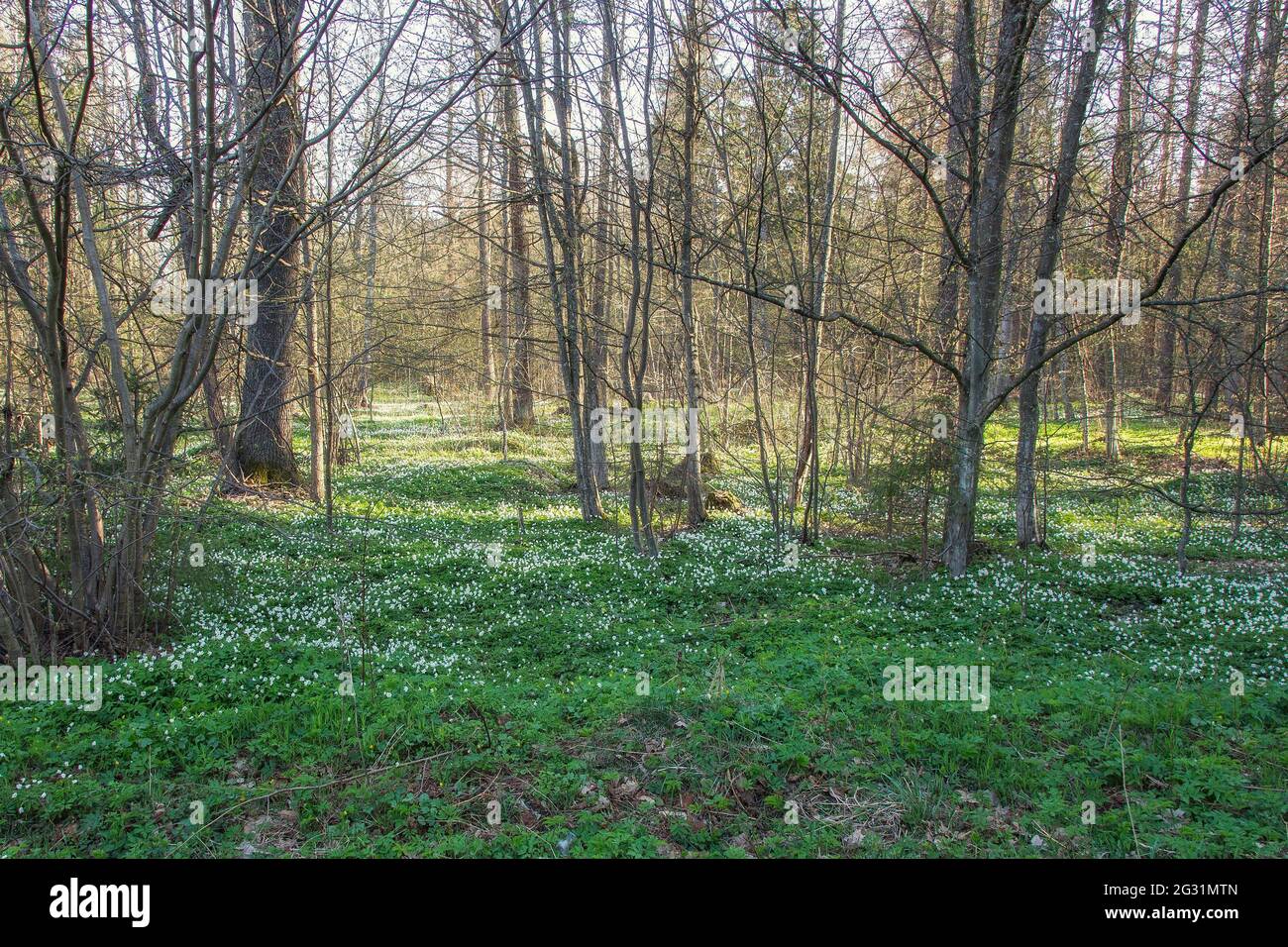 Spring forest with flowering wild flowers Stock Photo - Alamy