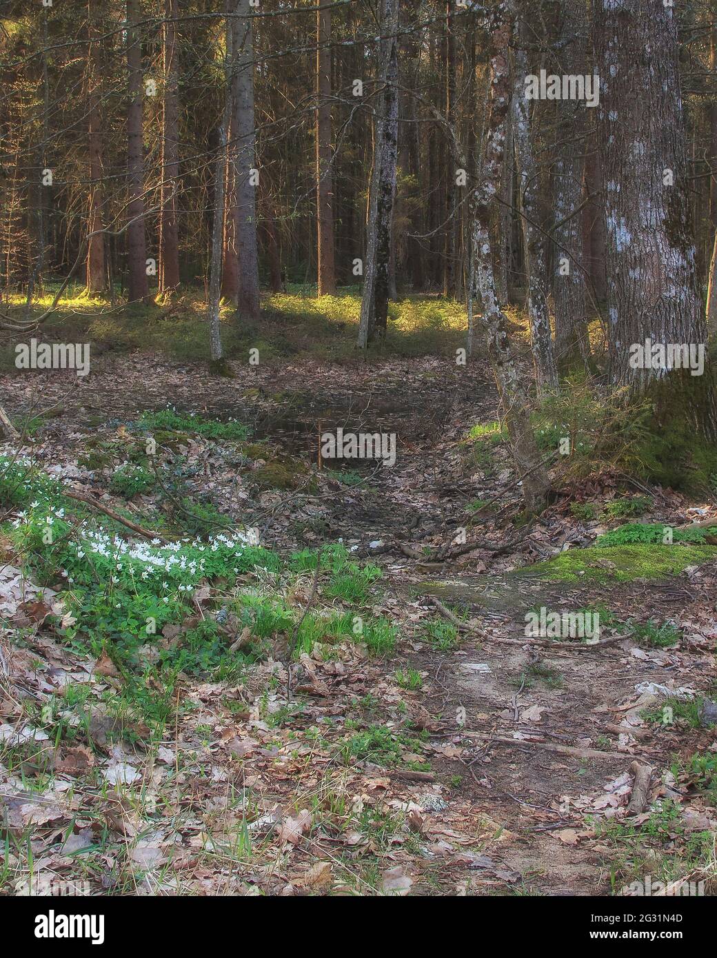 Spring forest with flowering wild flowers Stock Photo - Alamy